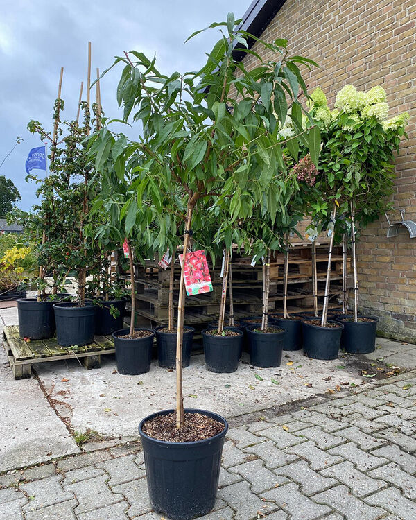 Prunus Melred Perzikboom | Grimme Groencentrum